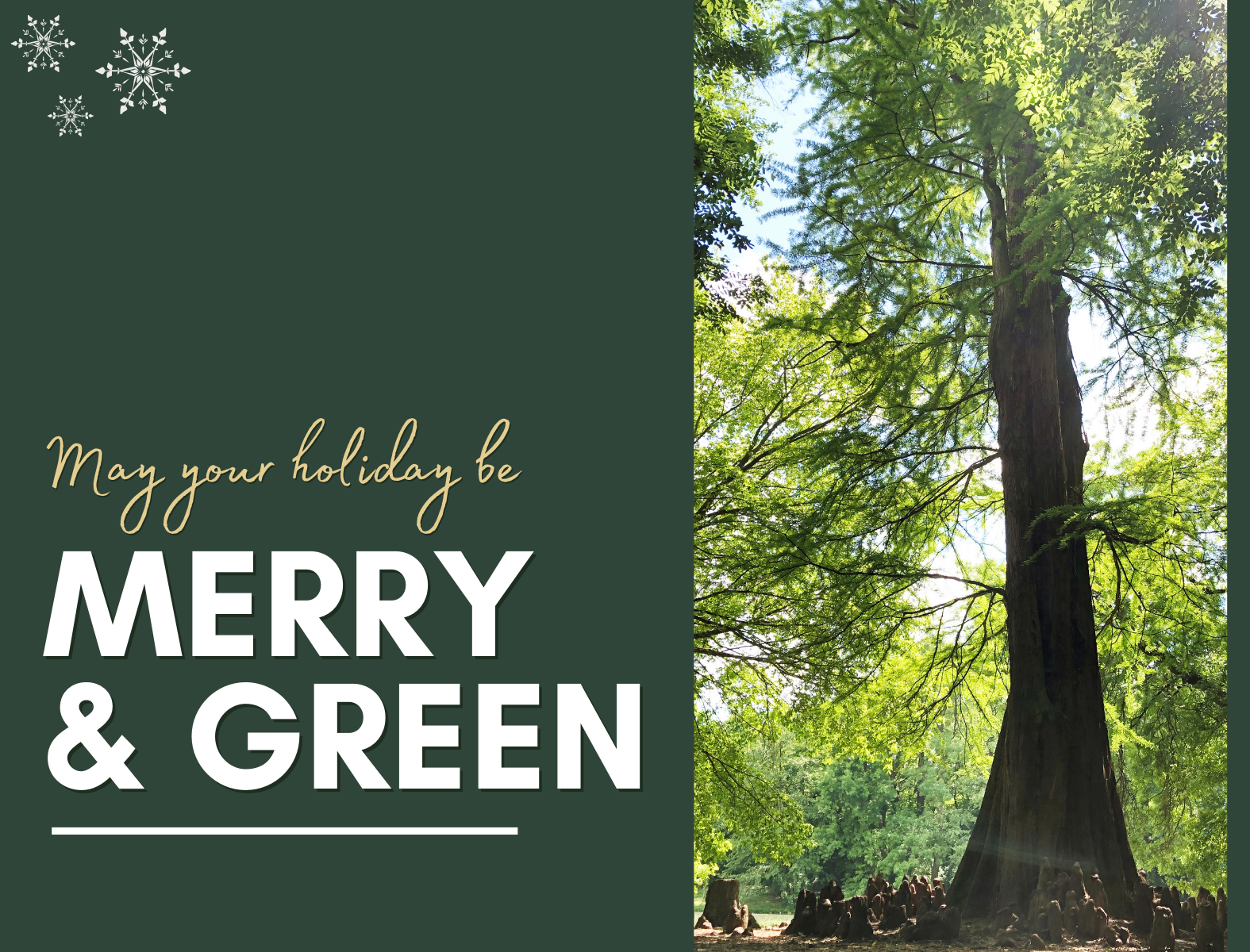Holiday cards that plant trees – Woodlands Conservancy
