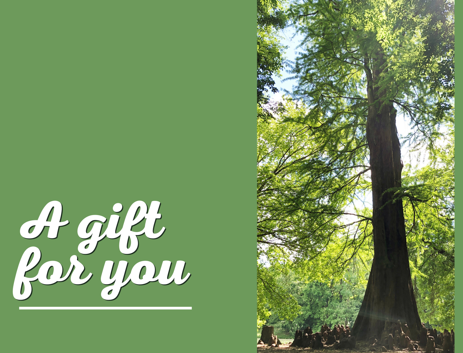 Cards that Plant Trees – Woodlands Conservancy