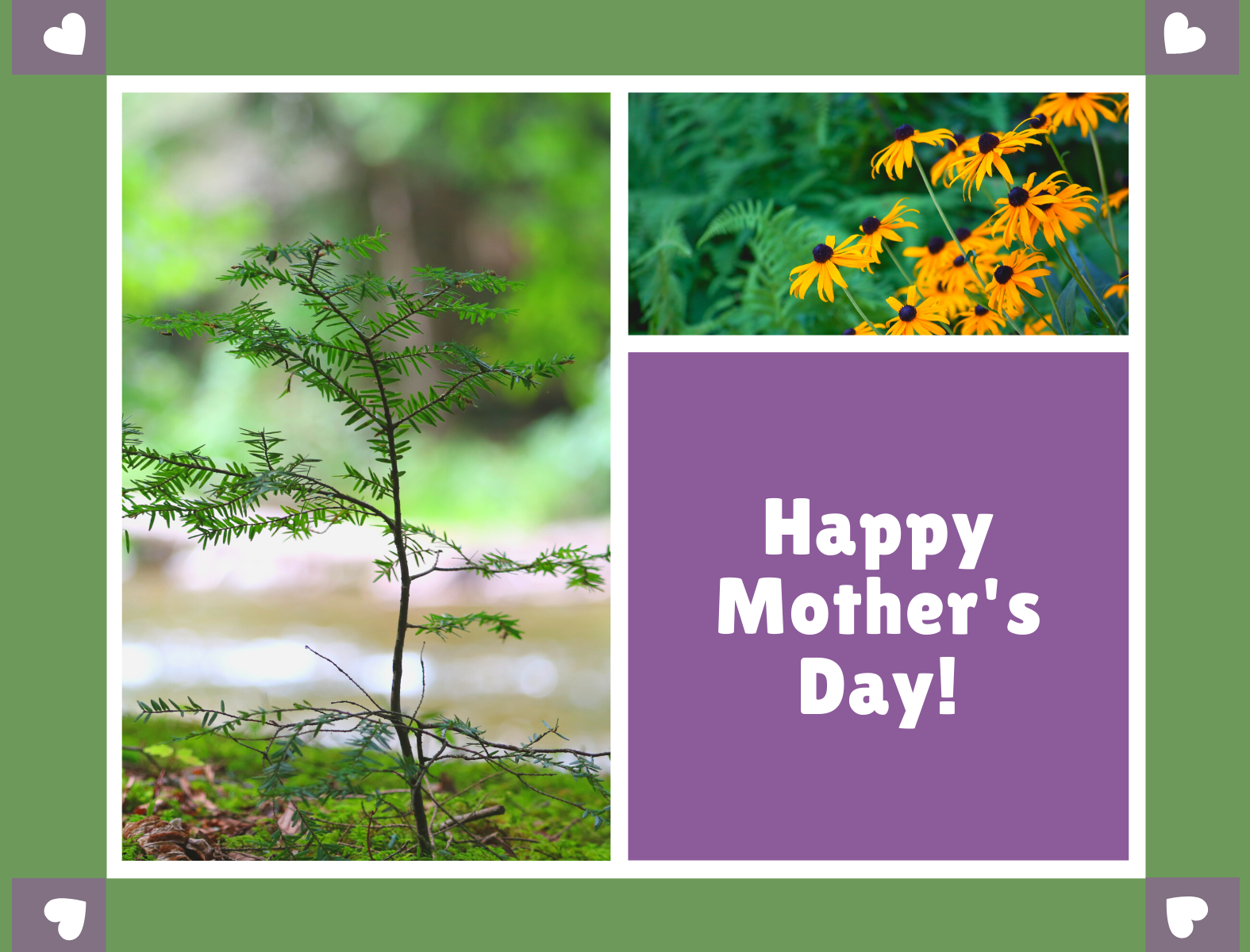 Cards that Plant Trees – Woodlands Conservancy